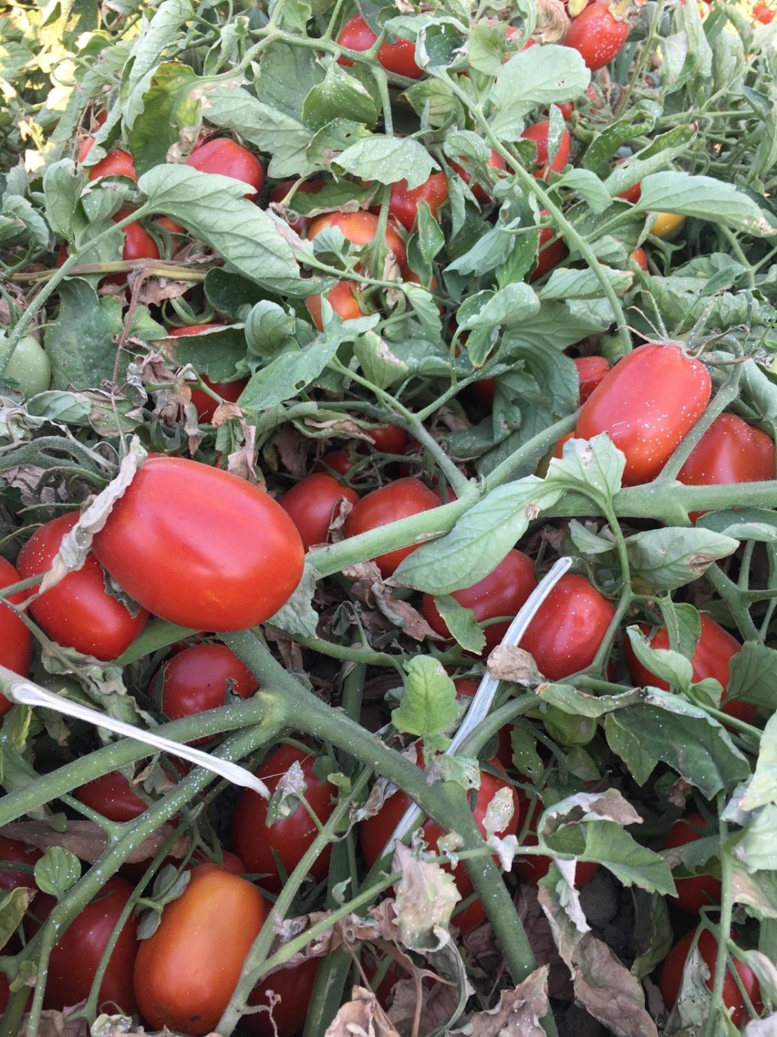 Crops | Pacific Coast Producers