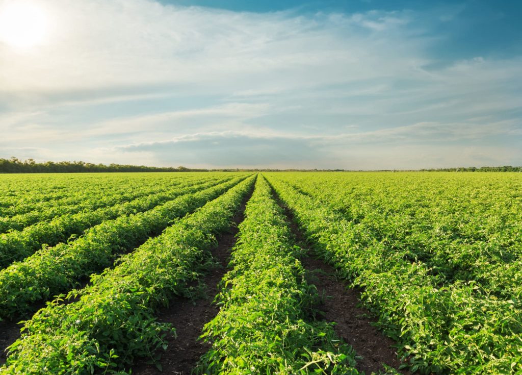 Nutrition Professionals | Pacific Coast Producers