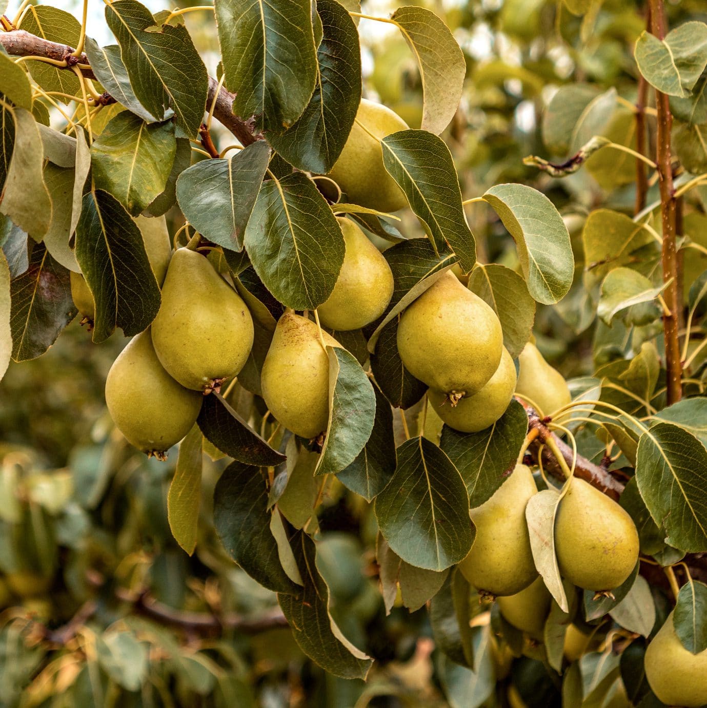 Pacific Coast Producers | Canned Fruits & Canned Tomatoes