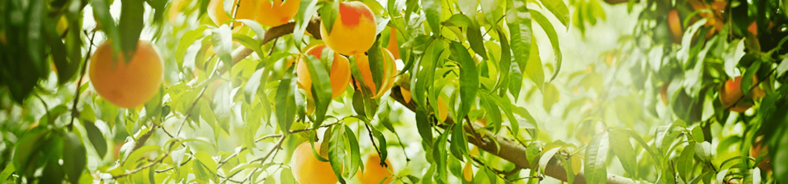 Pacific Coast Producers | Canned Fruits & Canned Tomatoes