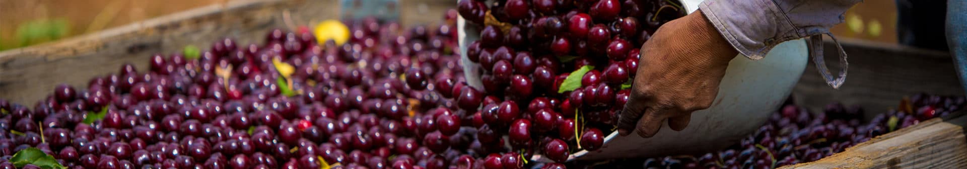 Press Release | Pacific Coast Producers